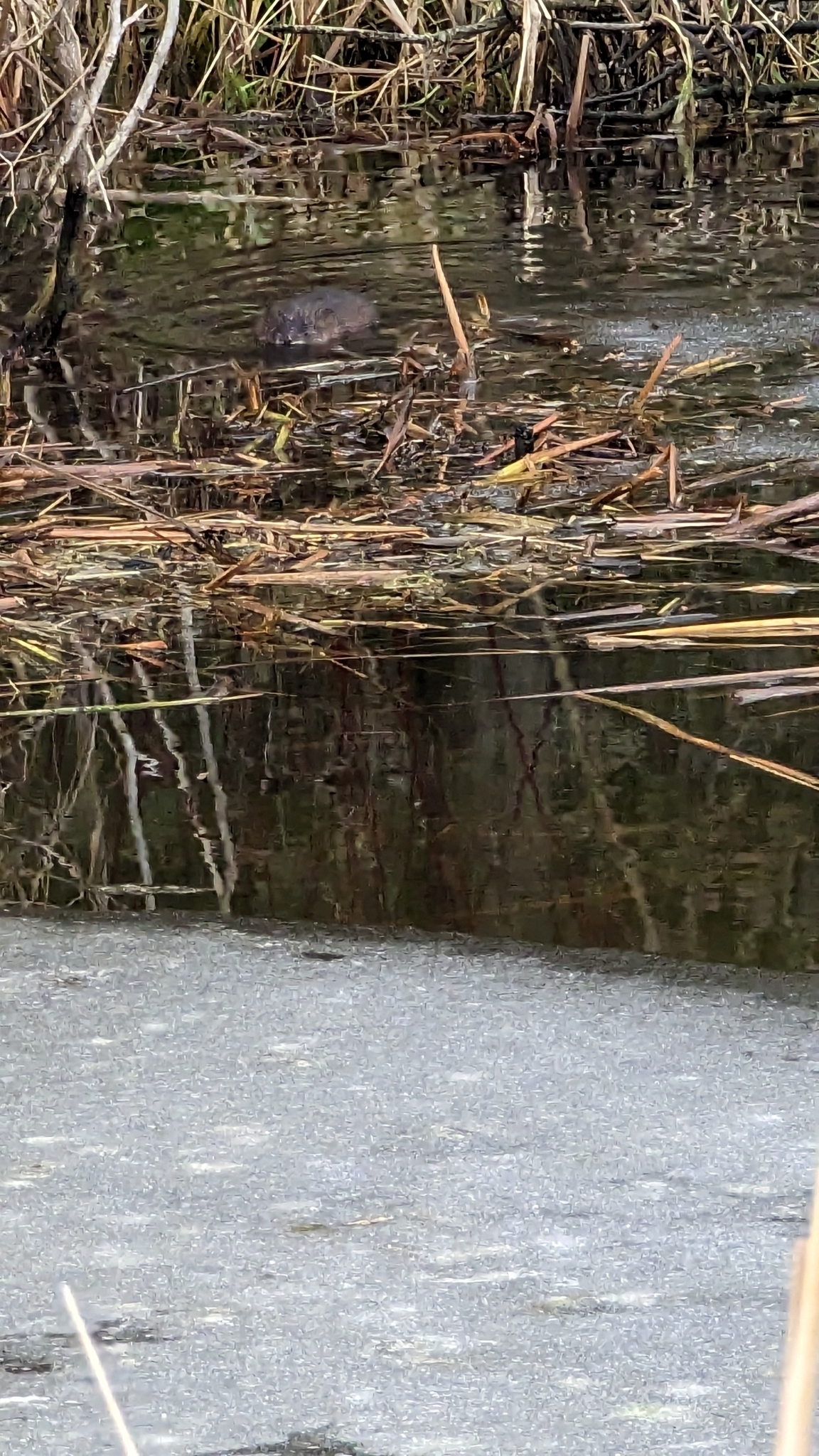 Ondatra zibethicus (Linnaeus, 1766)