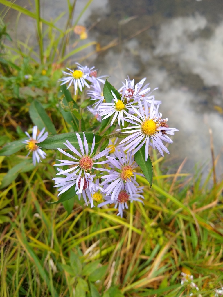 swamp aster in September 2019 by sunny tyson. pic from my dad, uploaded ...
