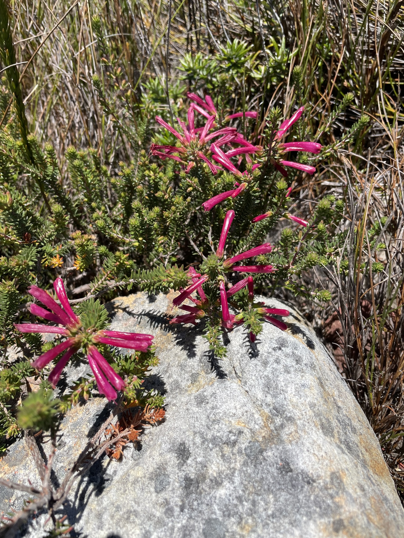 Erica abietina L.