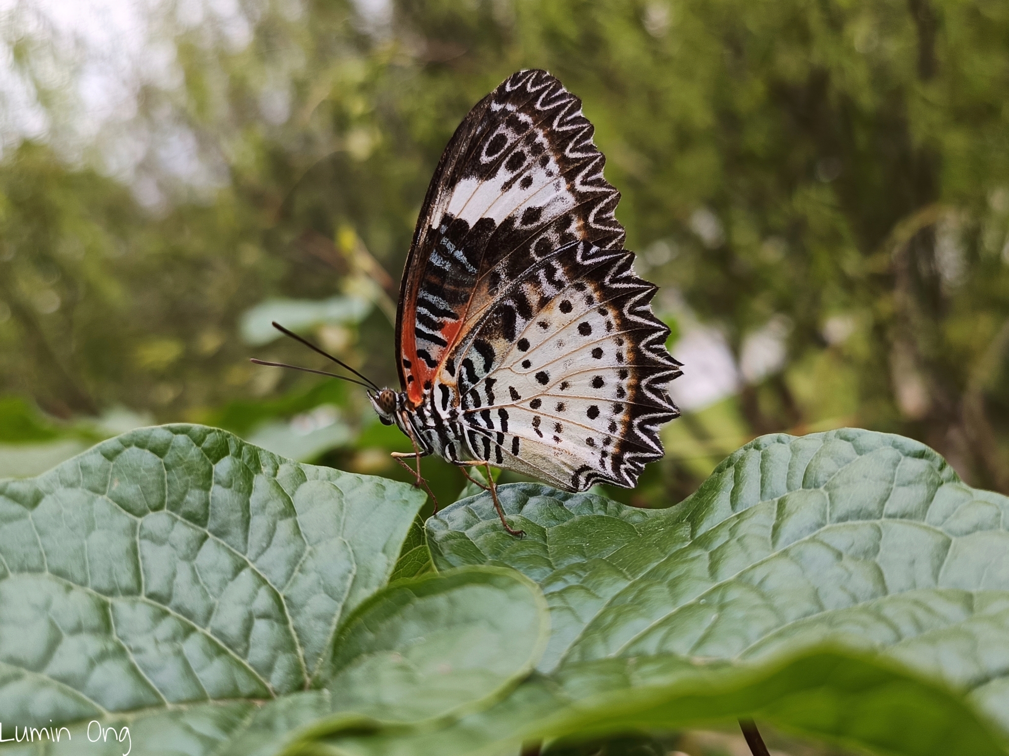 Cethosia cyane (Drury, 1770)