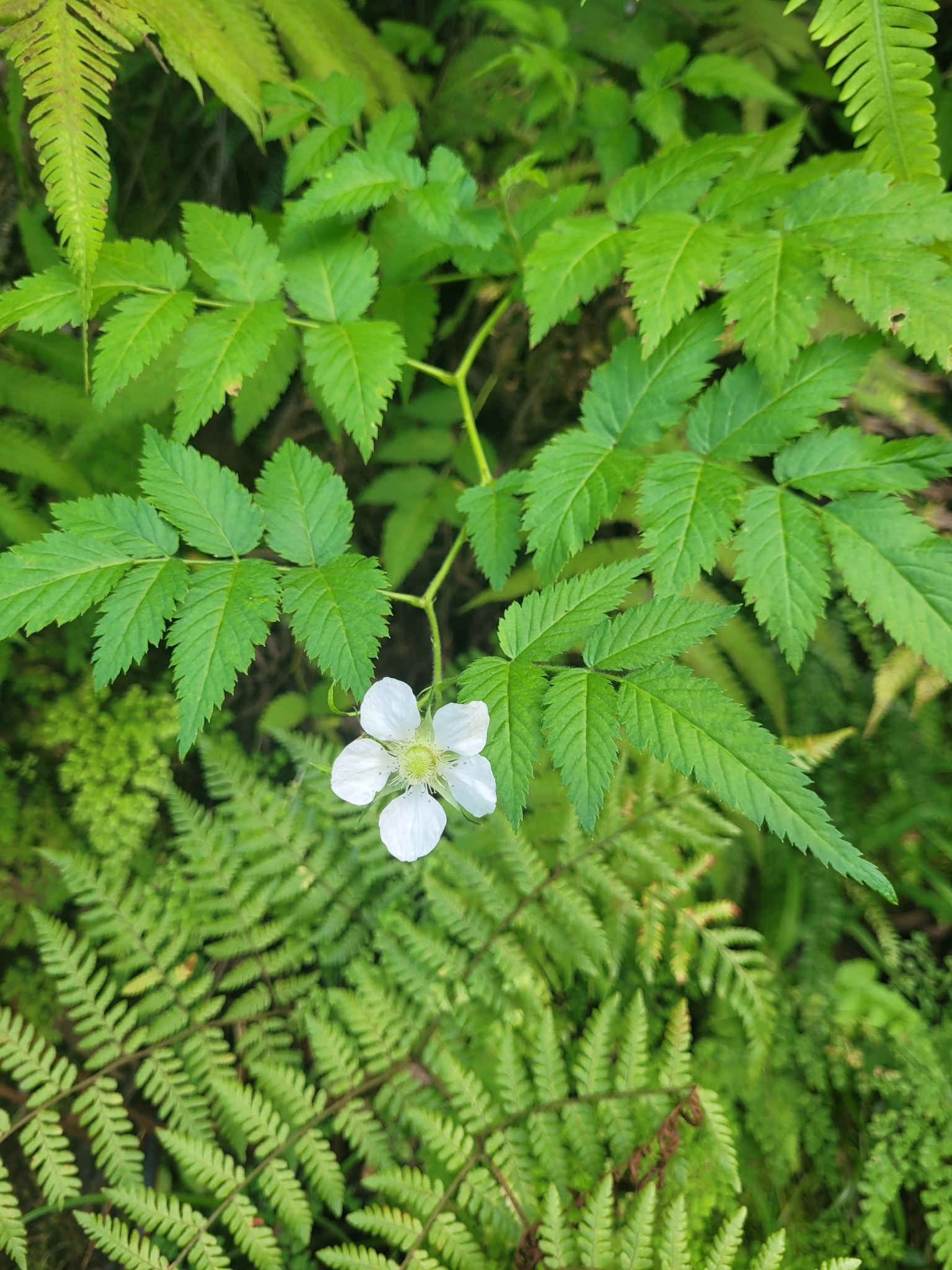 Rubus rosifolius Sm.