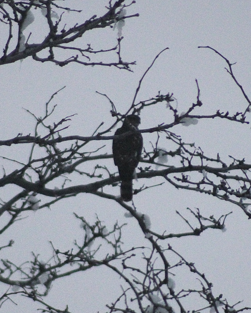 Sharp-shinned Hawk from Roy, UT, USA on January 2, 2023 at 05:02 PM by ...