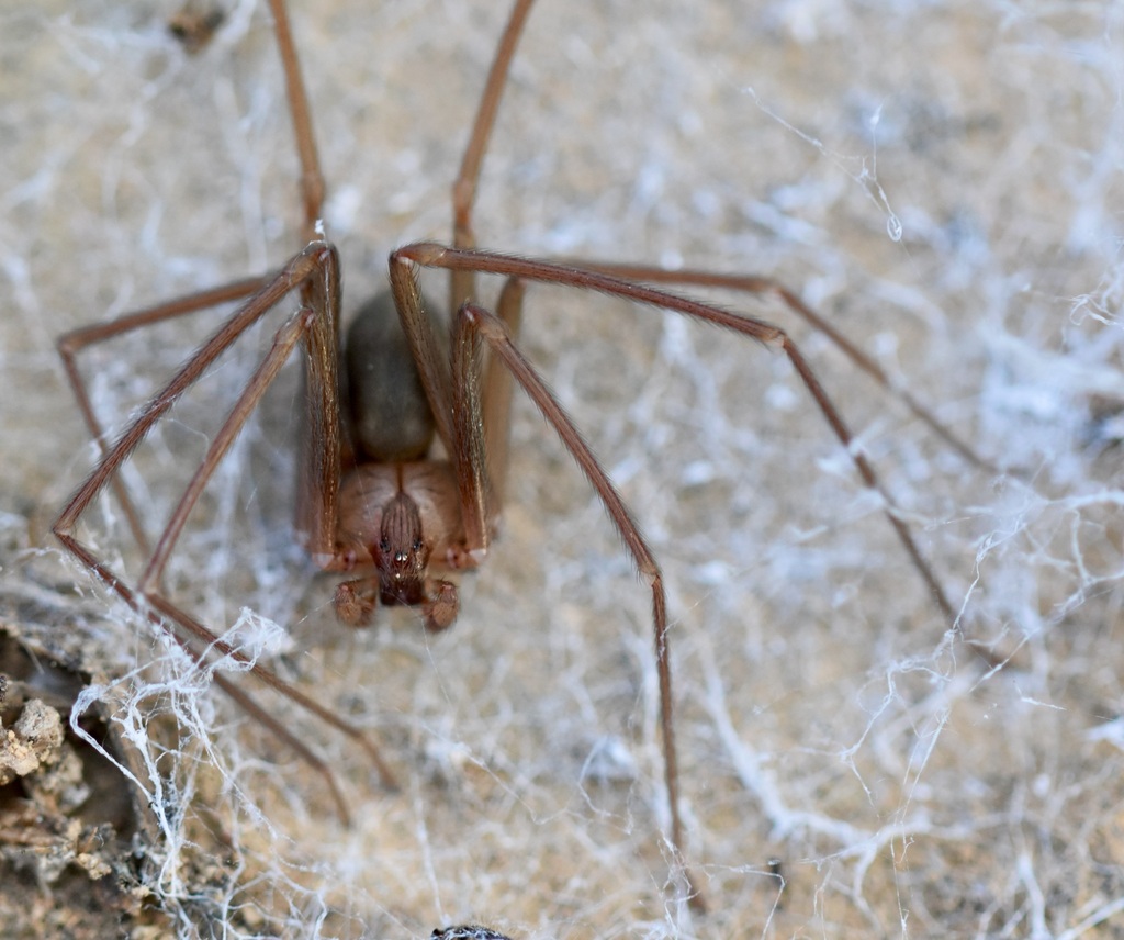 Mediterranean recluse from 7200 Campinho, Portugal on January 07, 2023 ...