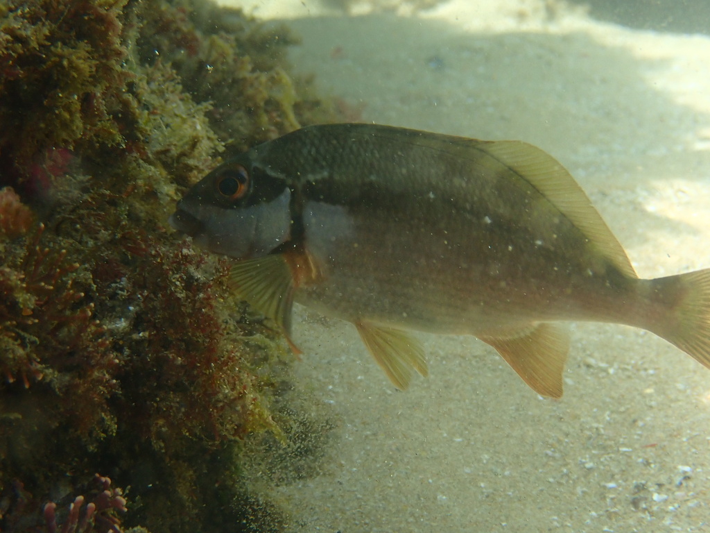 Twotone Fingerfin from Garden Route (Tsitsikamma, Knysna, Wilderness ...