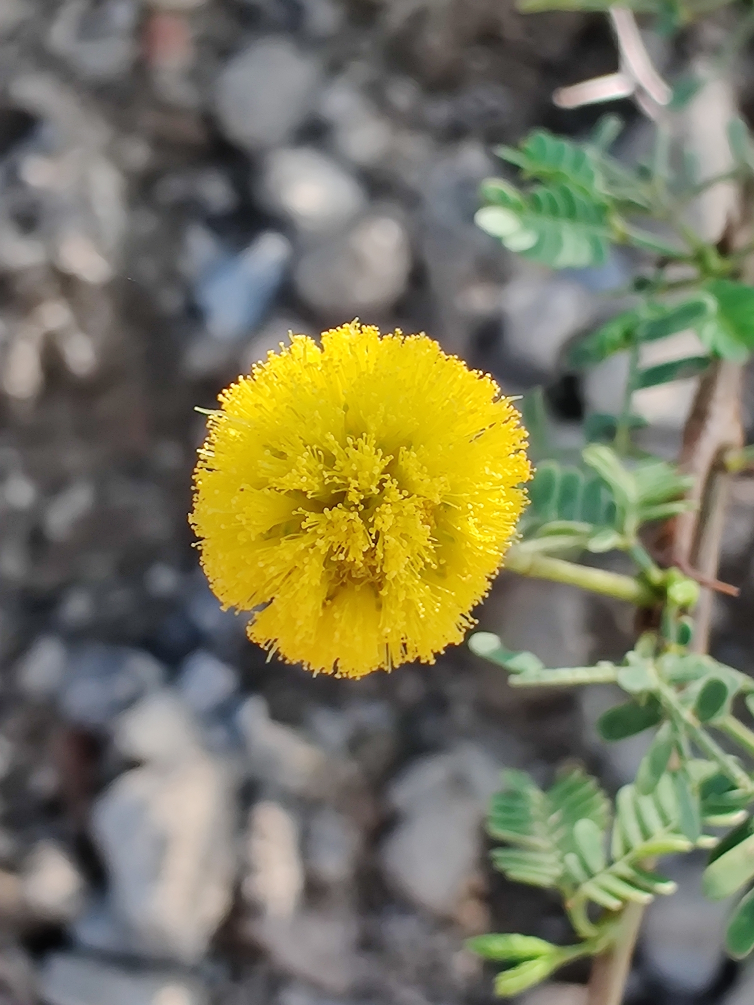 Vachellia flava (Forssk.) Kyal. & Boatwr.