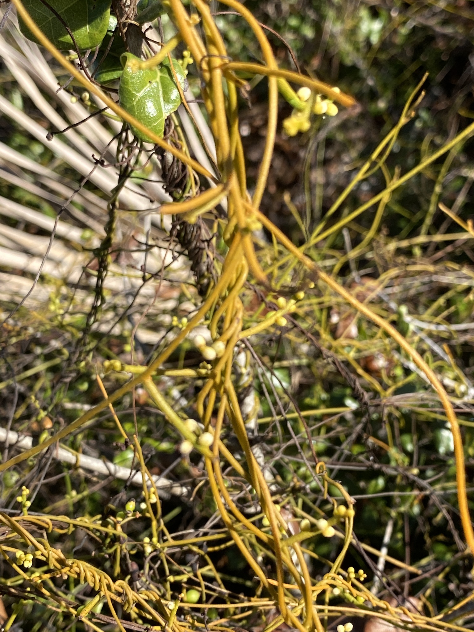 Cassytha filiformis L.