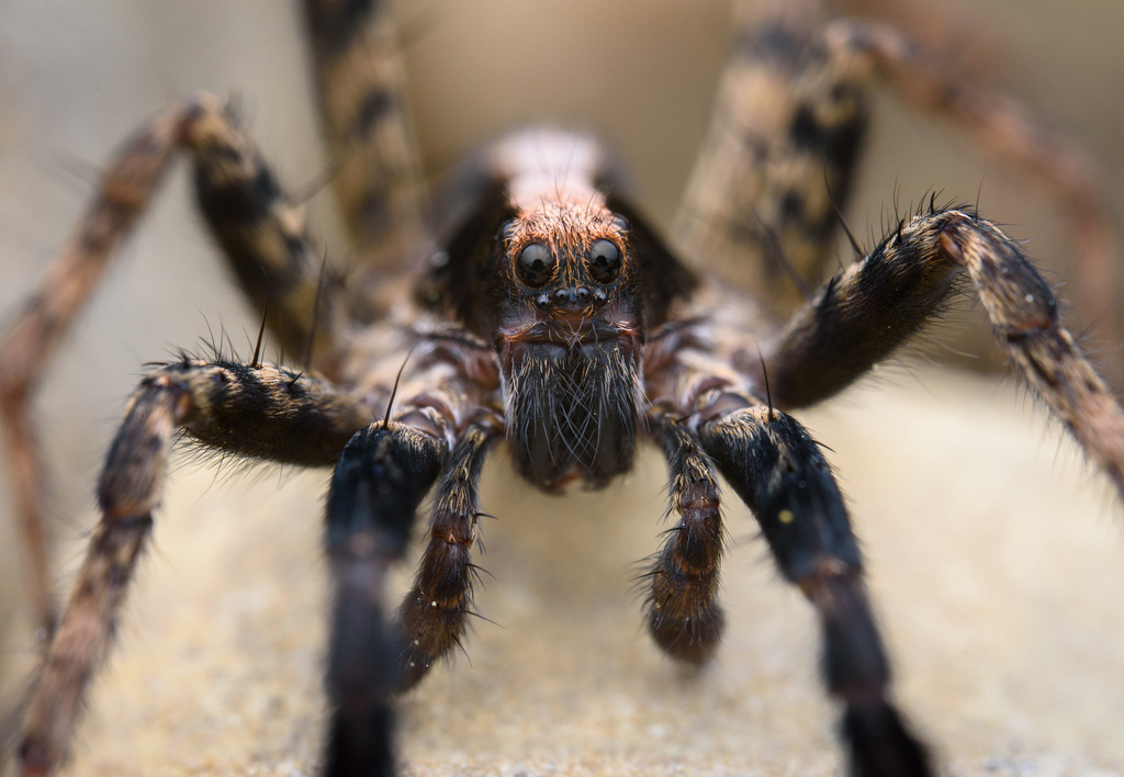 Brush-legged Spiders from South Fork Licking River, Heath, OH, US on ...