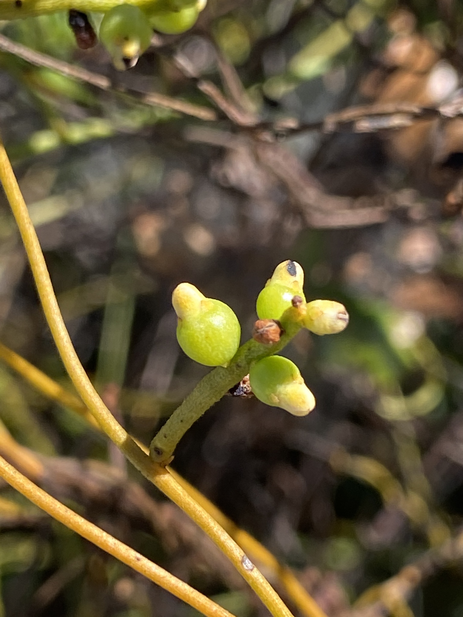 Cassytha filiformis L.
