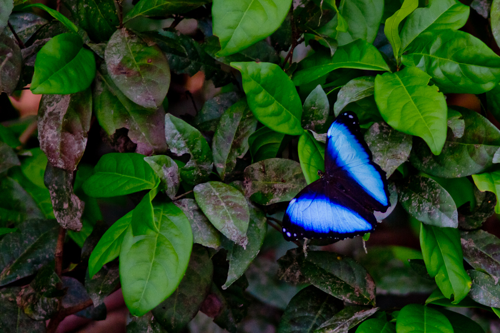 Scarce Morpho from Margem direita do Rio Cristalino, s/n, Alta Floresta ...