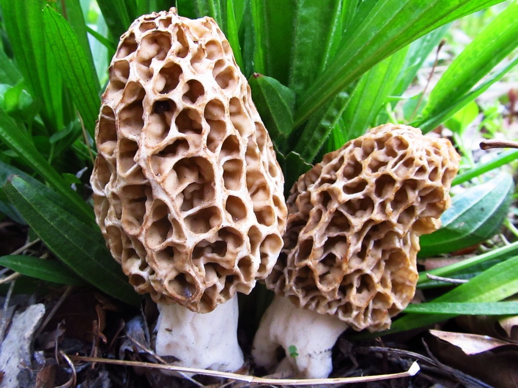 white morel from Rock Creek Regional Park, Montgomery Co., Maryland ...