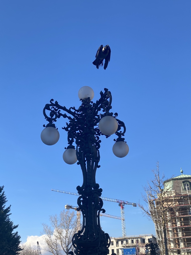 Hooded Crow from Castle Hill, Budapest, Budapest, HU on January 7, 2023 ...