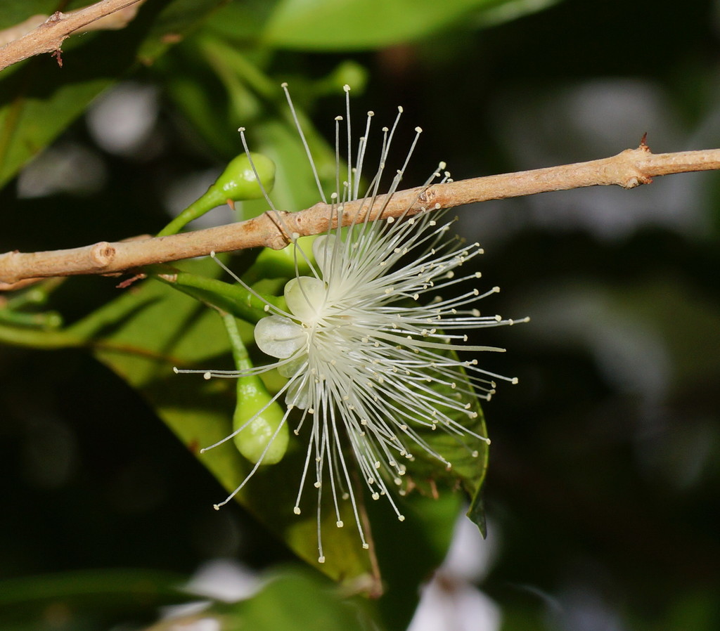 scrub cherry (Syzygium australe) - Botanical Realm