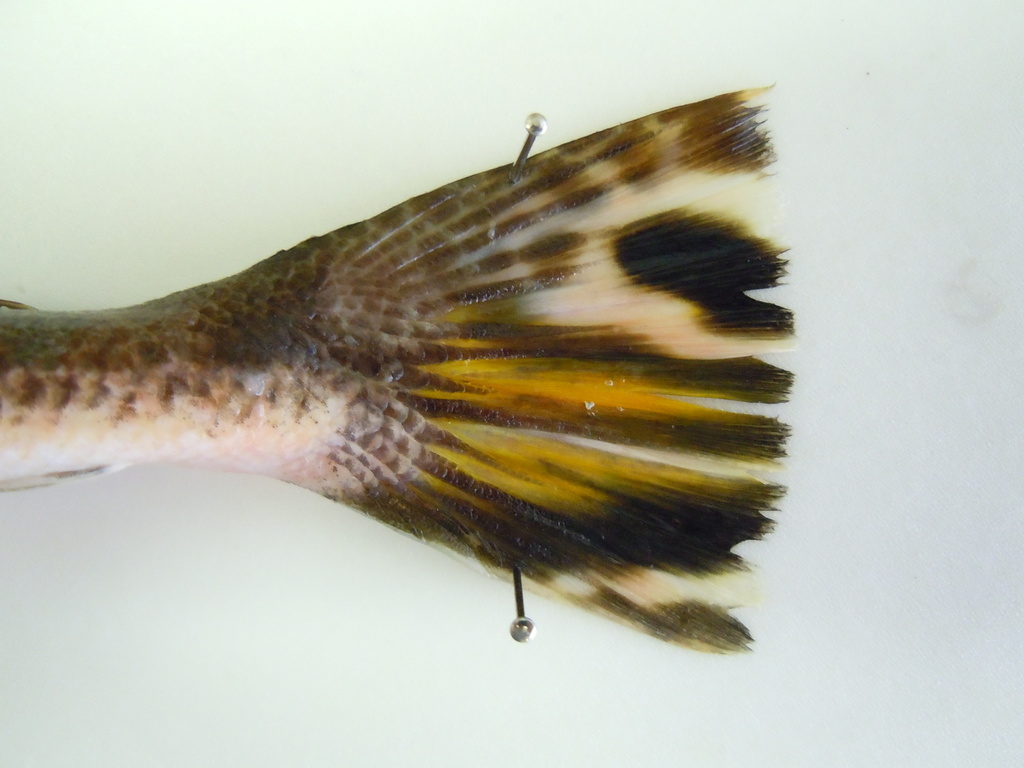 Bartailed Flathead (Platycephalus australis) - Marine Life Identification