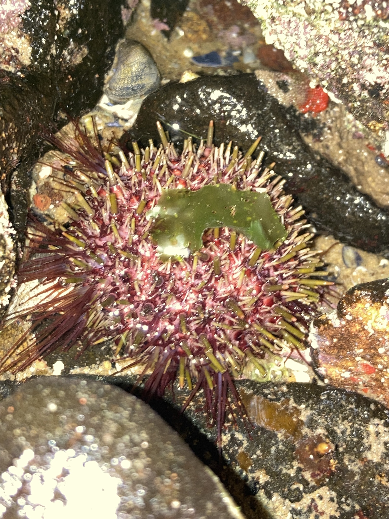 Heliocidaris erythrogramma (Valenciennes, 1846)