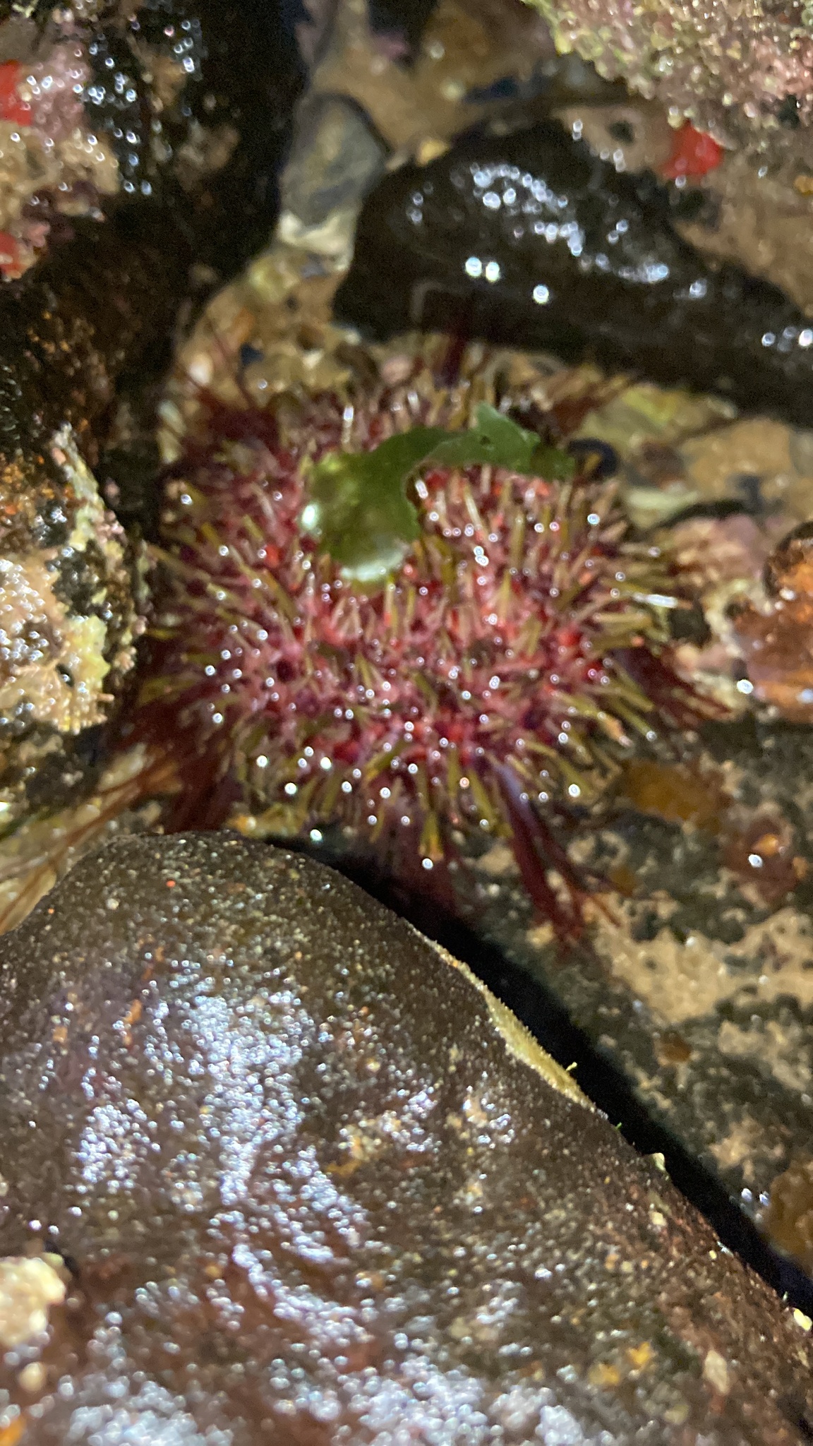 Heliocidaris erythrogramma (Valenciennes, 1846)