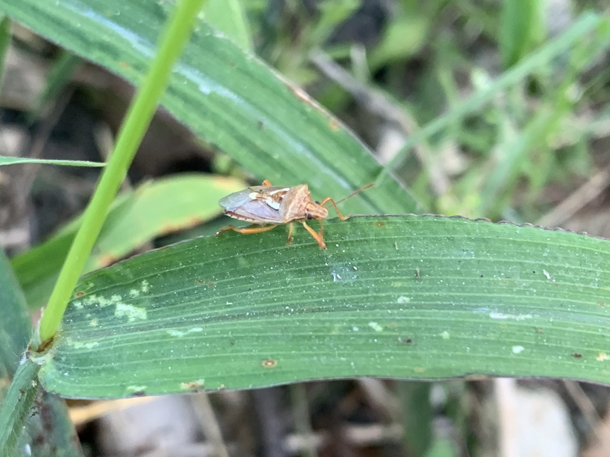 Oebalus ypsilongriseus (De Geer, 1773)