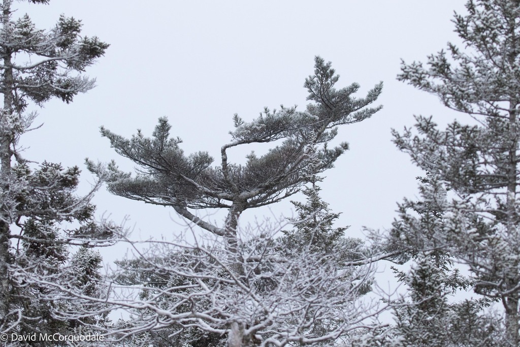 eastern white pine from Cape Breton, Nova Scotia, Canada on January 07 ...