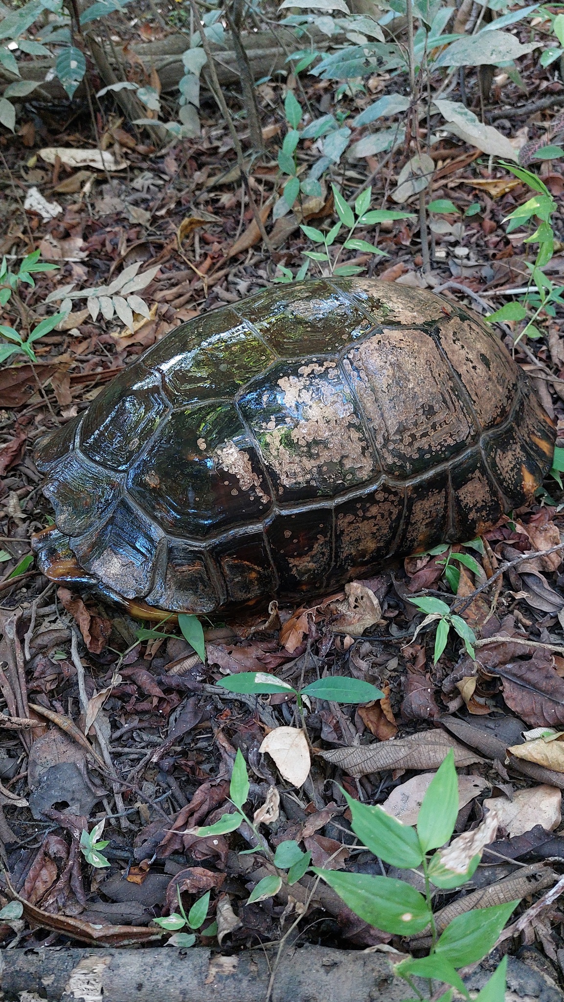 Chelonoidis denticulatus (Linnaeus, 1766)
