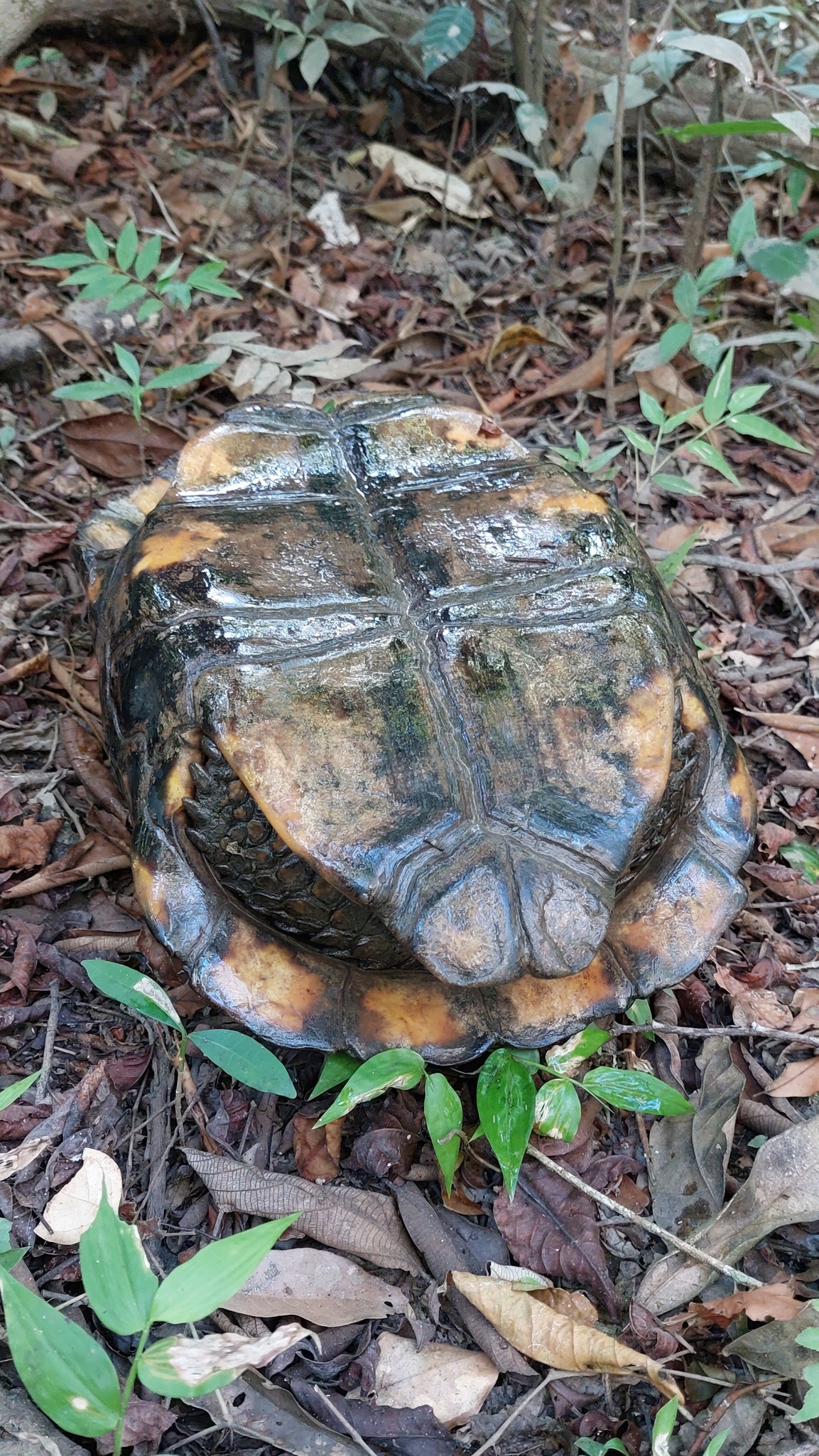 Chelonoidis denticulatus (Linnaeus, 1766)