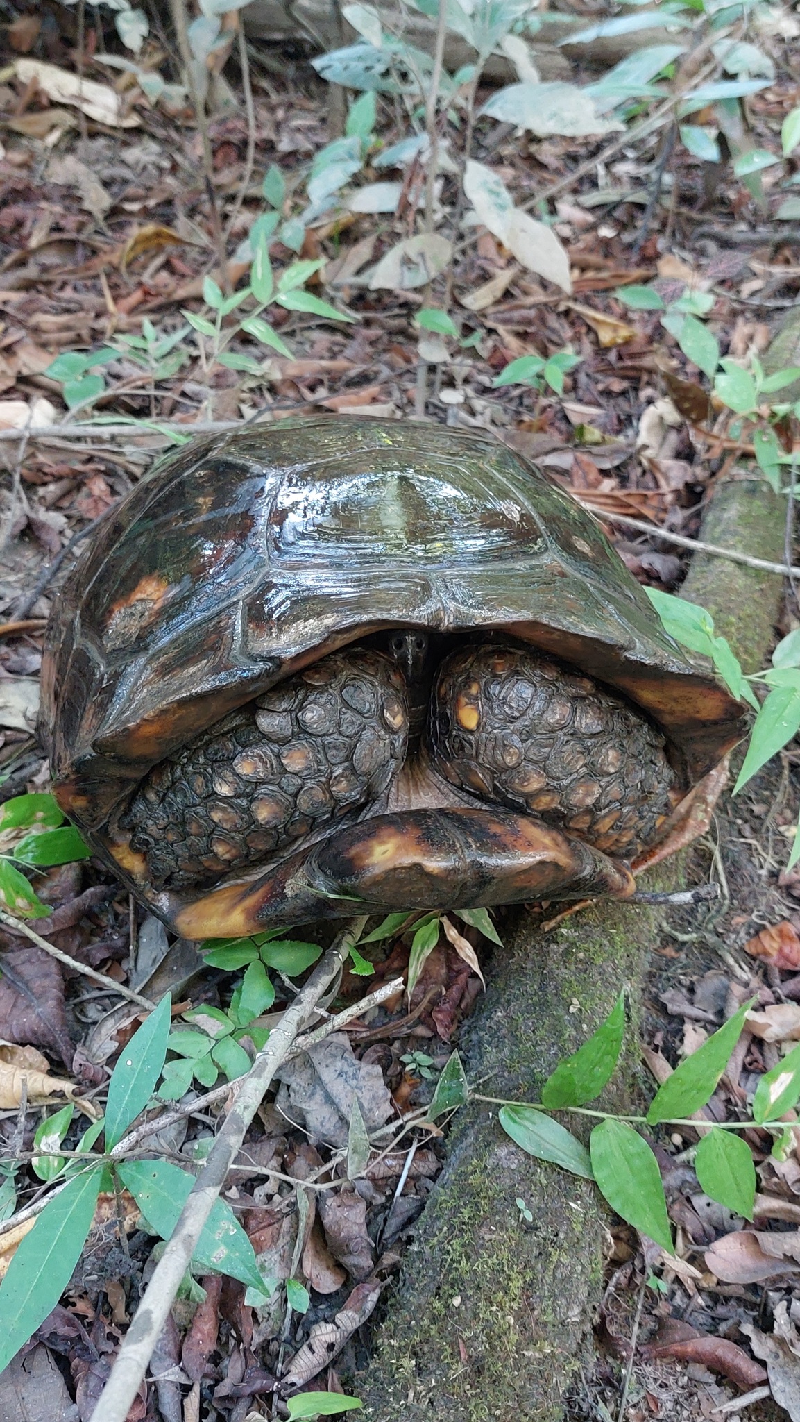 Chelonoidis denticulatus (Linnaeus, 1766)