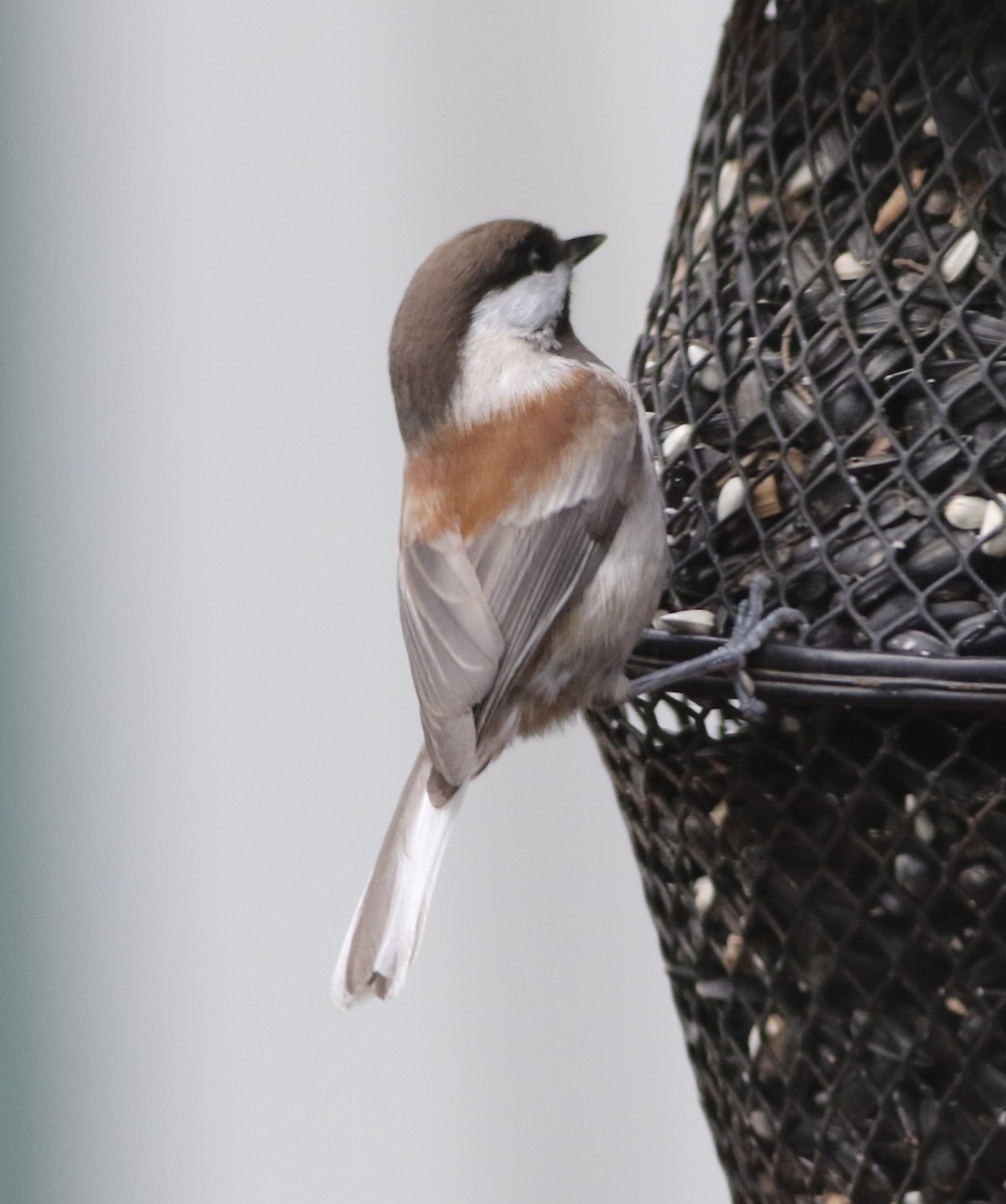 Poecile rufescens (J.K.Townsend, 1837)