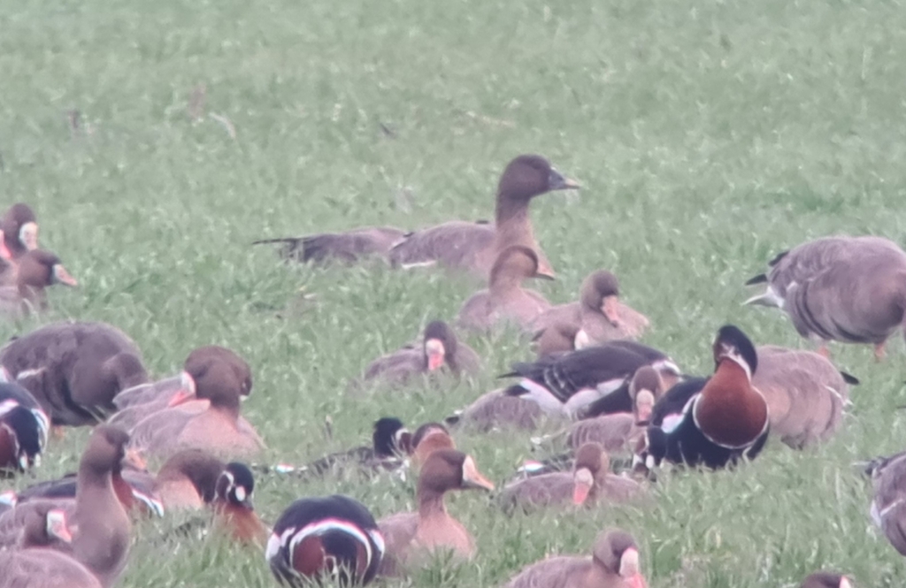 Tundra Bean Goose from Frecatei, Romania on January 05, 2023 at 01:26 ...