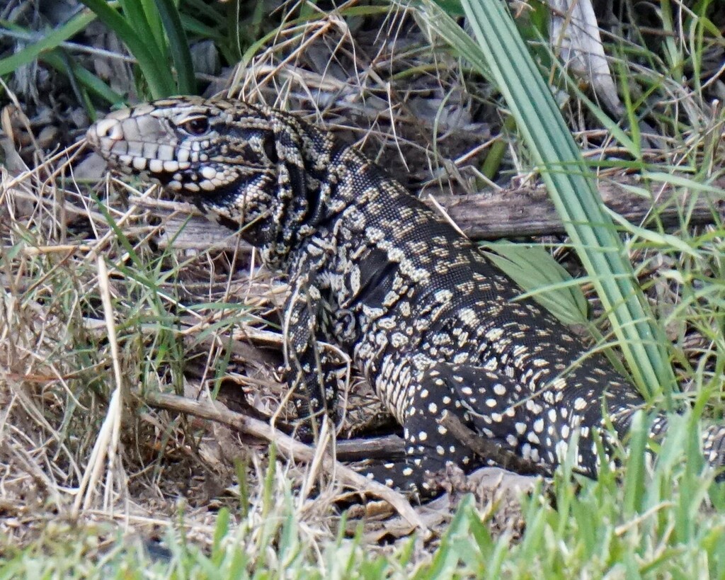 Argentine Black-and-white Tegu in October 2022 by Ali and Brice ...