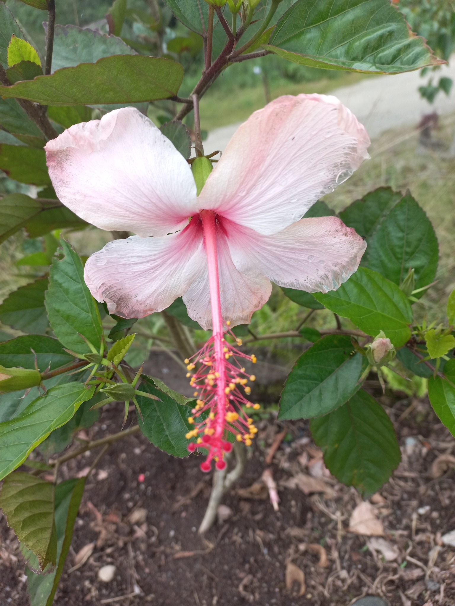 Hibiscus rosa-sinensis L.