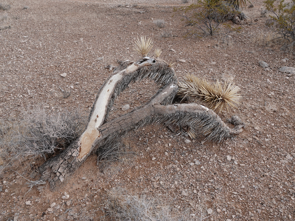 Eastern Joshua Tree from Clark County, NV, USA on December 31, 2021 at ...