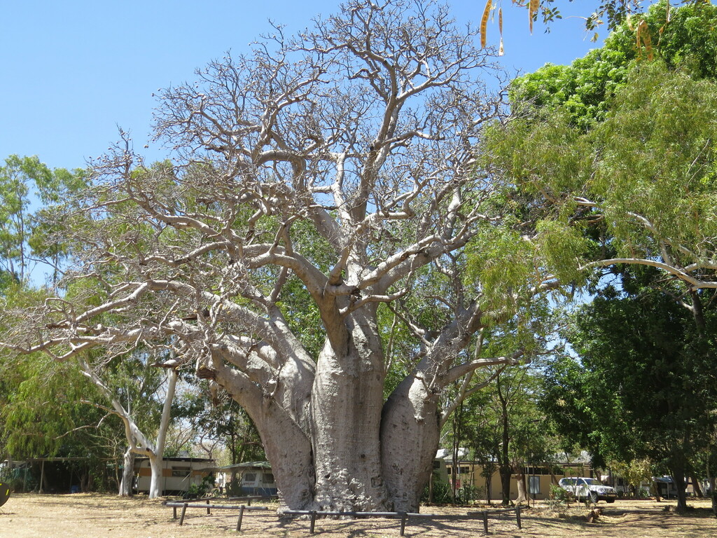Boab from Wyndham WA 6740, Australia on August 27, 2013 at 01:16 PM by ...