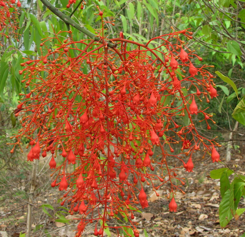 flame tree from Cairns QLD, Australia on January 1, 2013 at 08:41 AM by ...