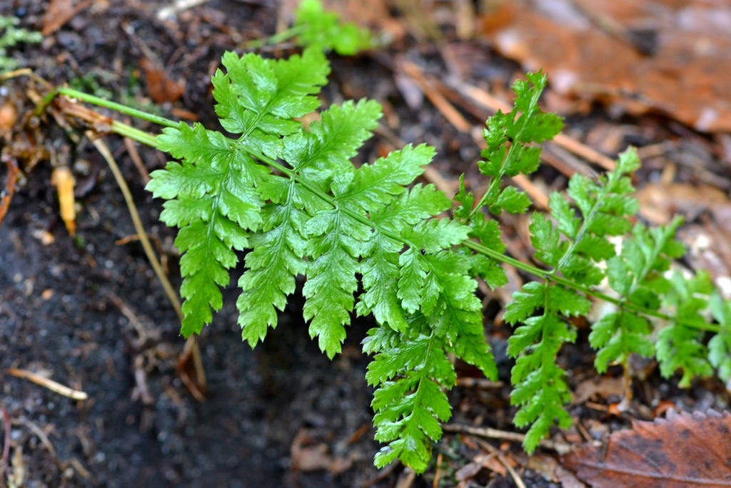 broad buckler-fern from 511 01 Mírová pod Kozákovem, Česko on January ...