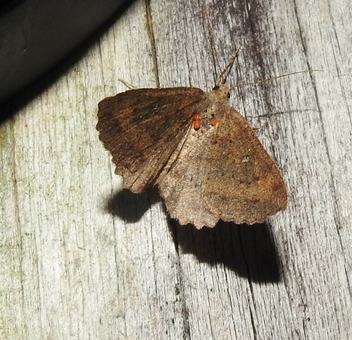 Cleora scriptaria (Walker, 1860)
