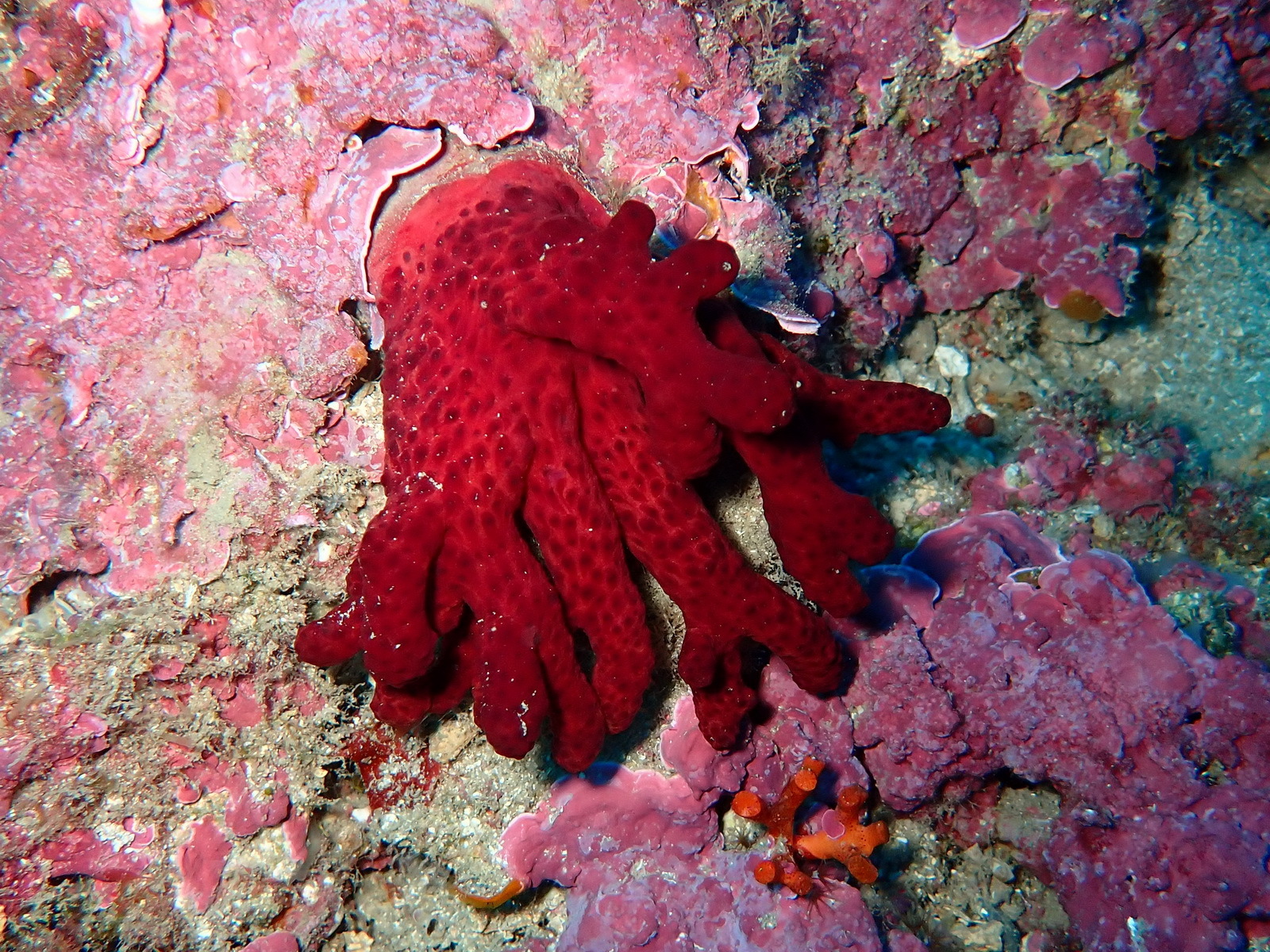 Alcyonium Linnaeus, 1758