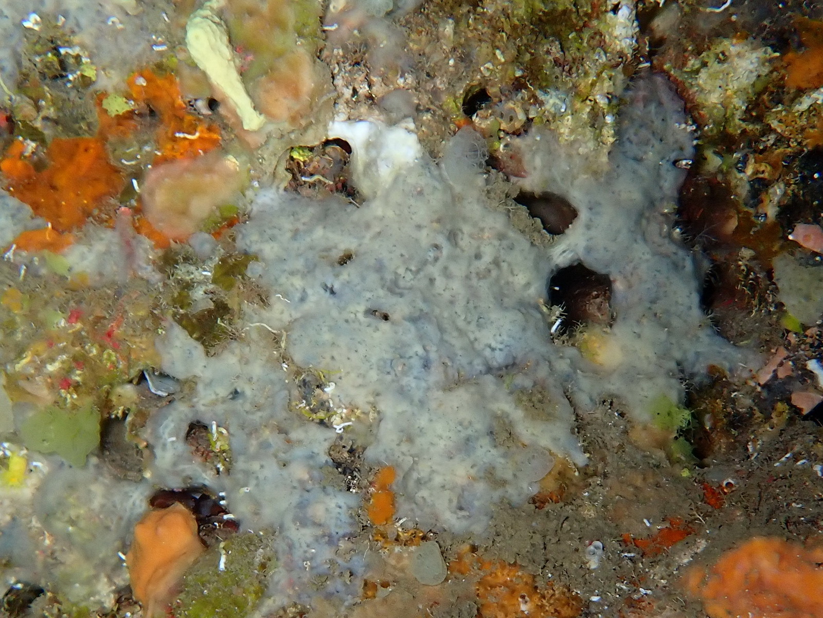 Chalinidae