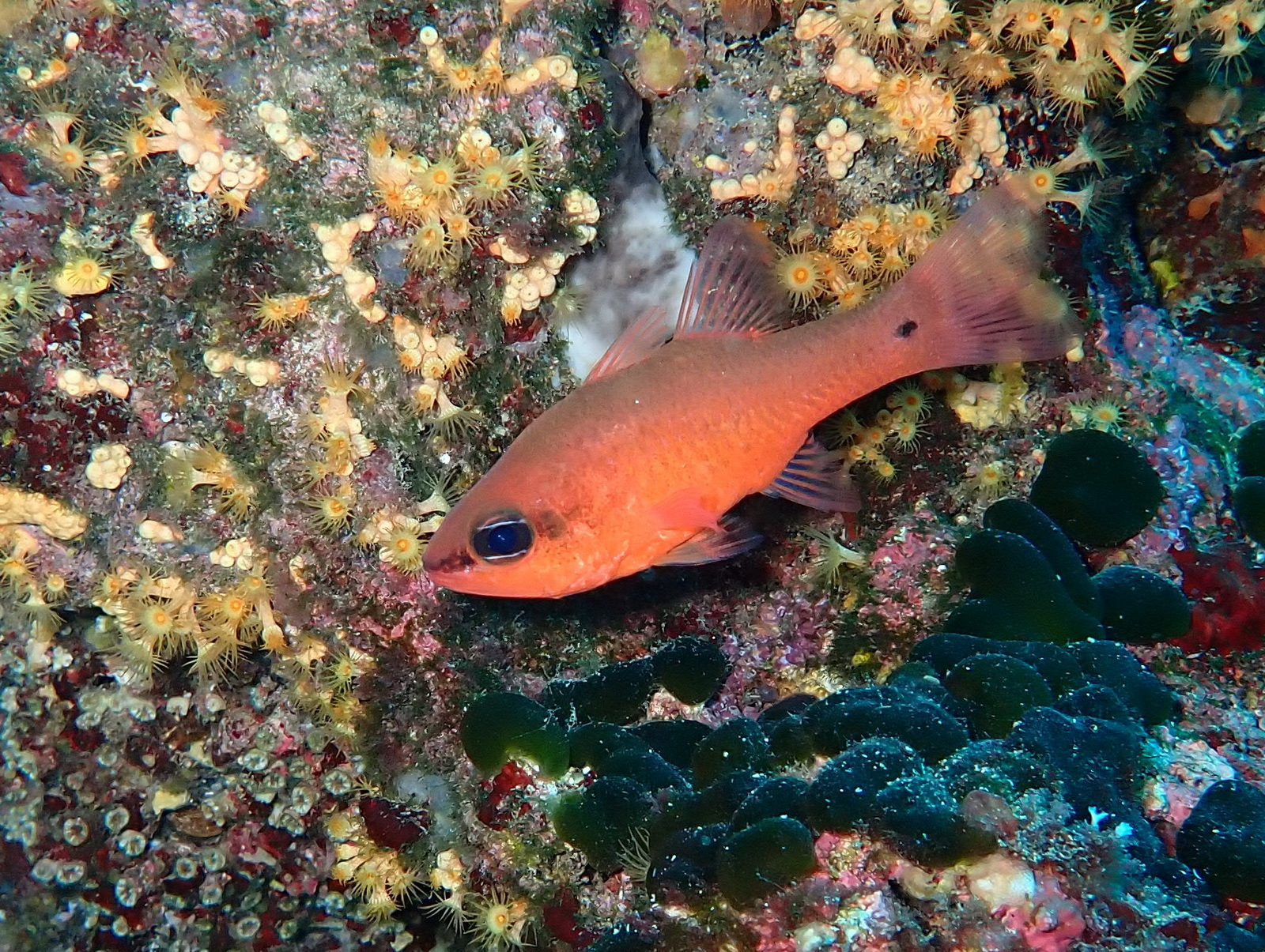 Apogonidae