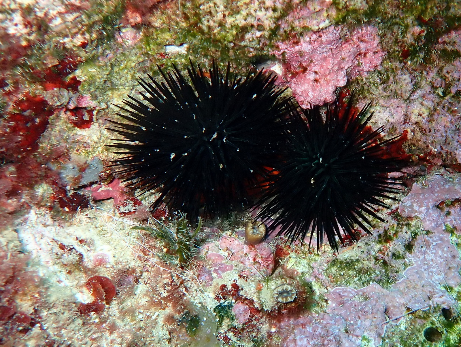 Arbaciidae