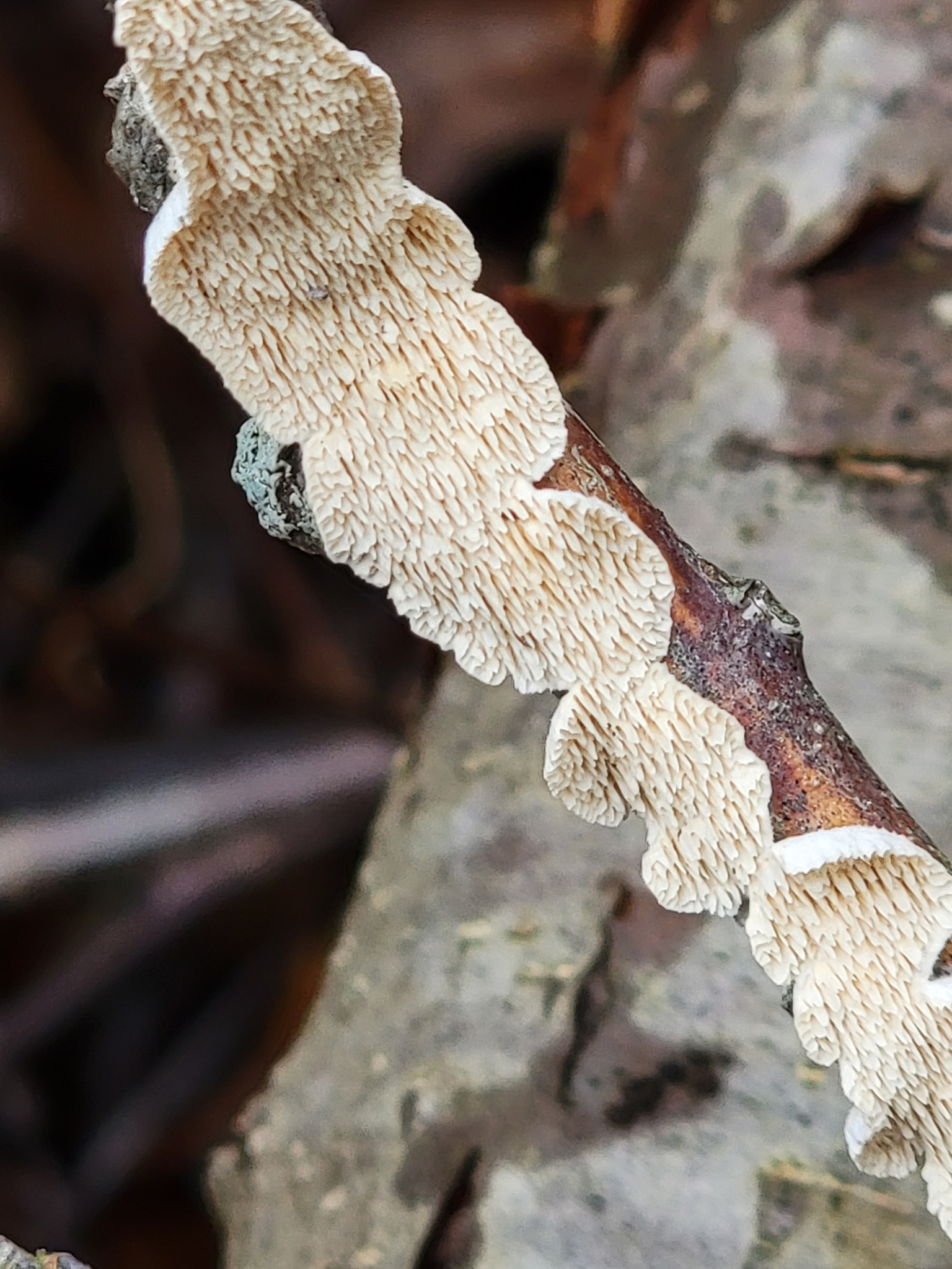 Irpex lacteus (Fr.) Fr.