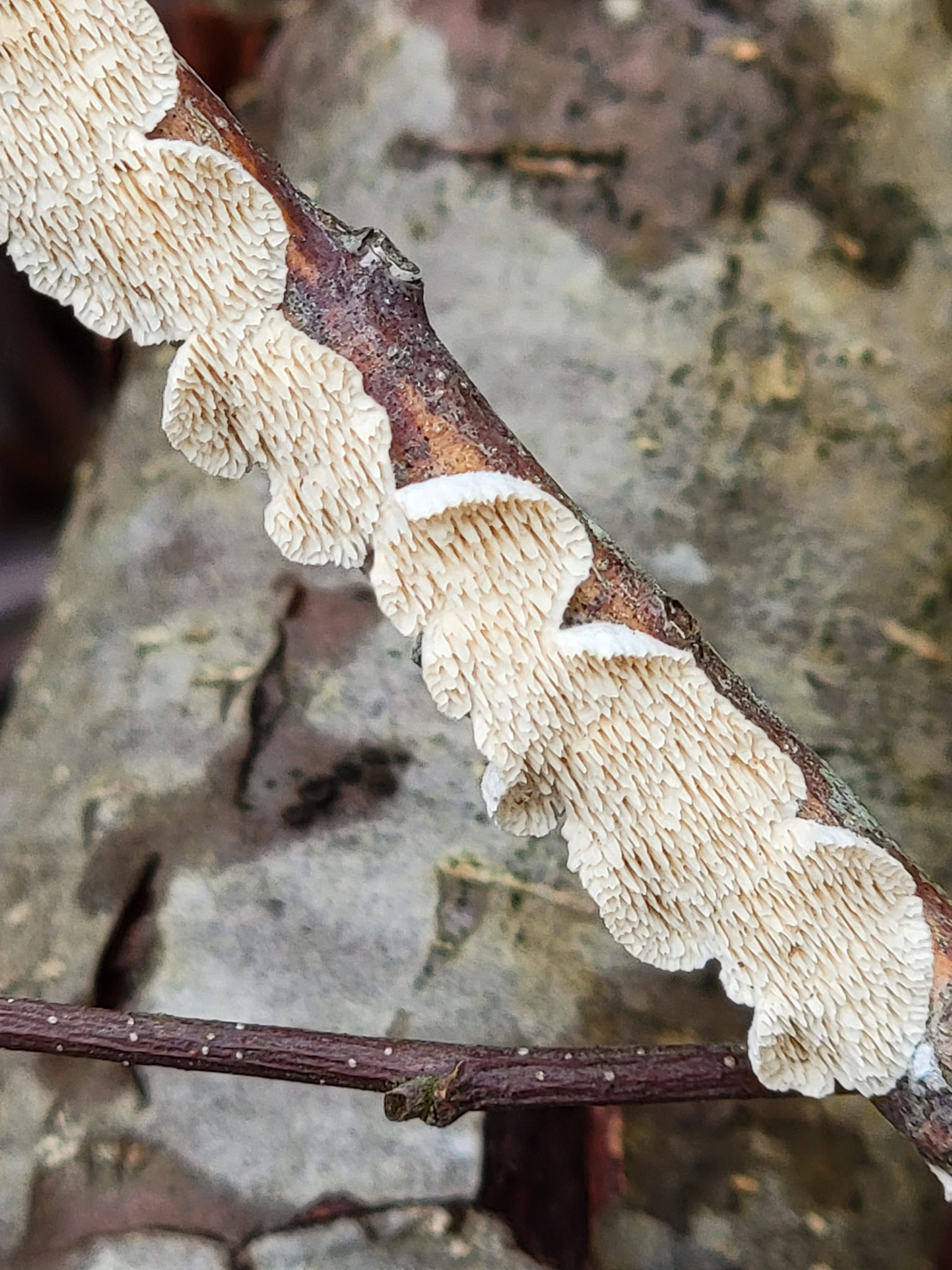 Irpex lacteus (Fr.) Fr.