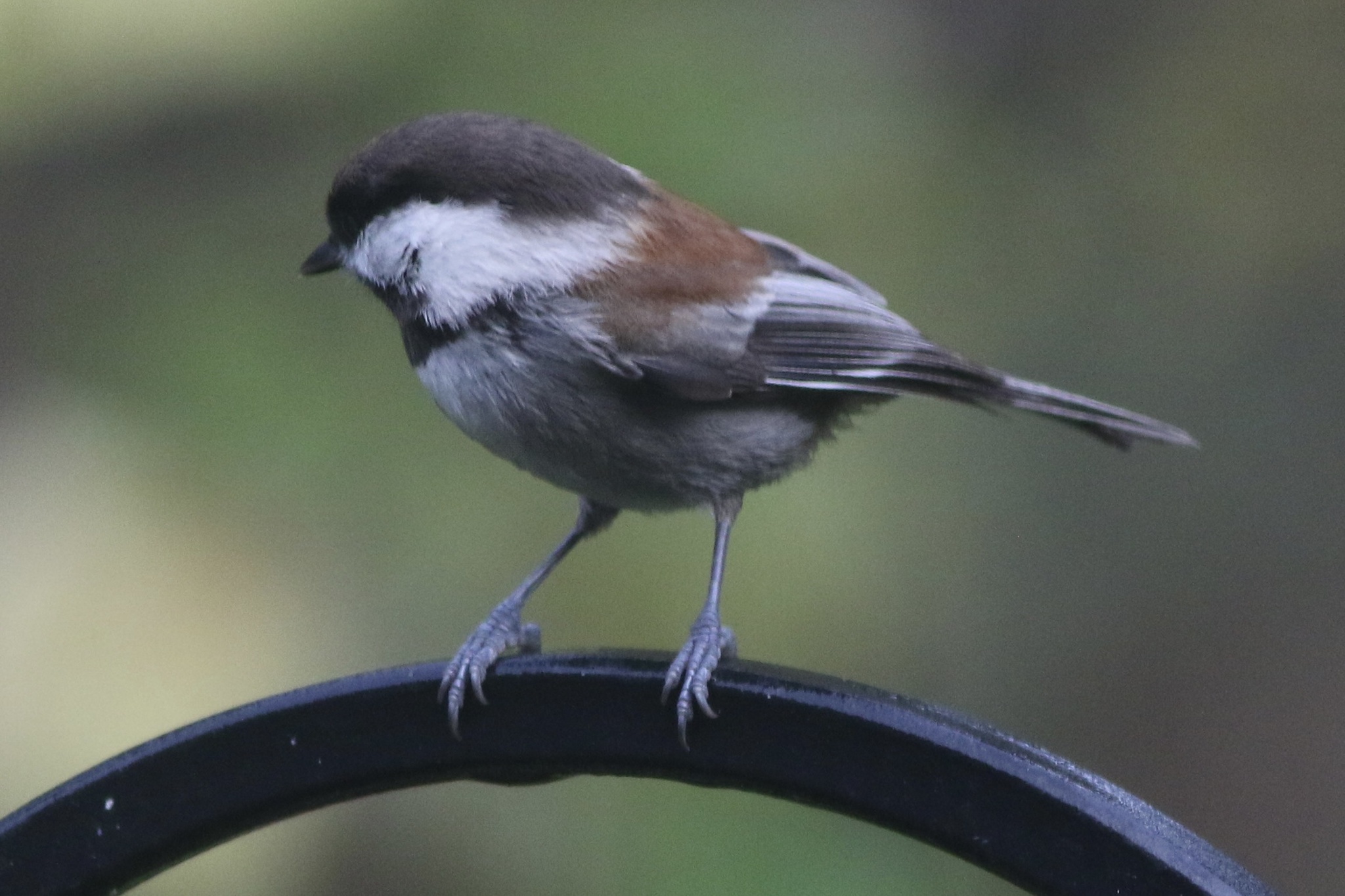 Poecile rufescens (J.K.Townsend, 1837)