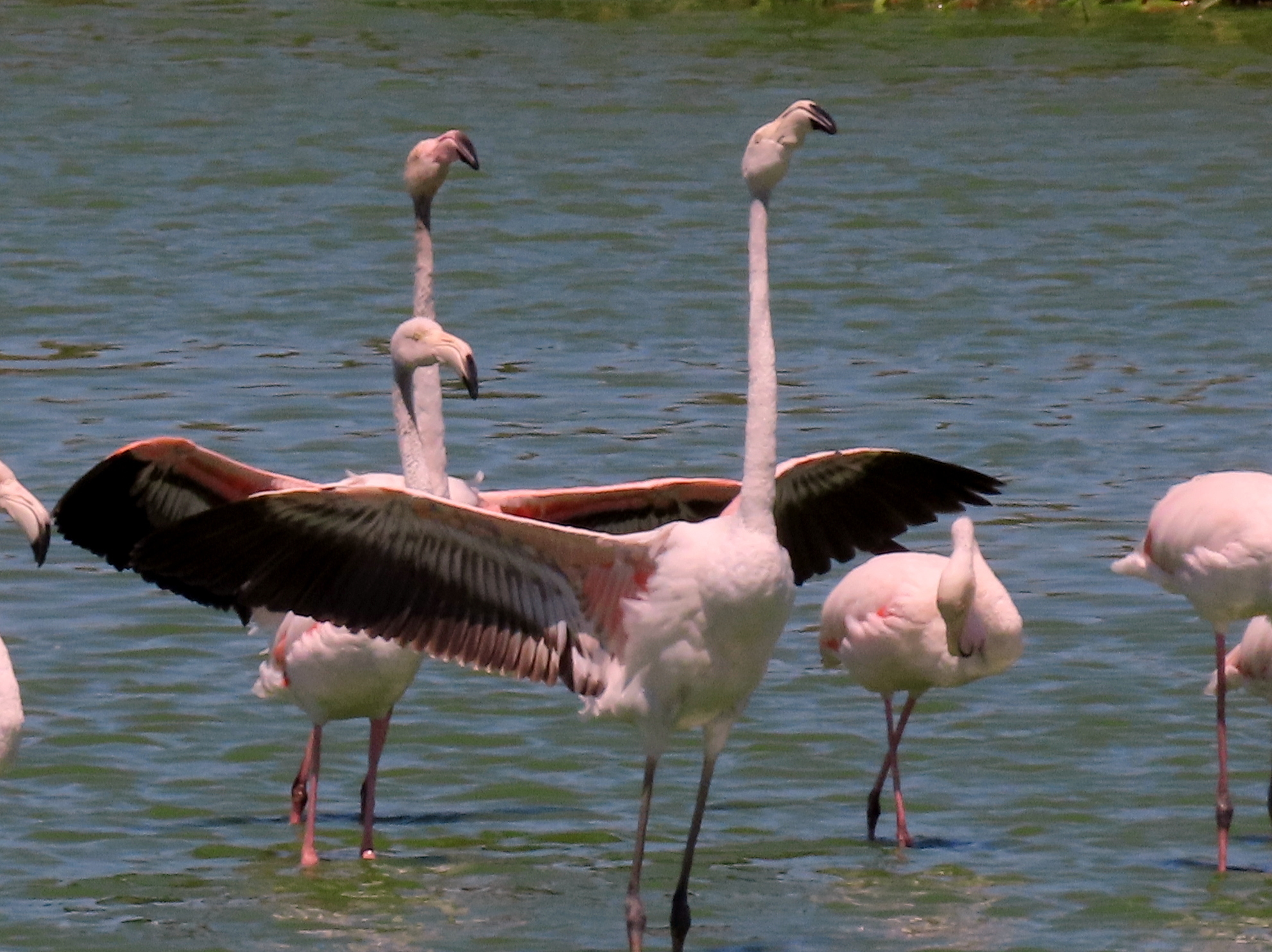 Phoenicopterus roseus Pallas, 1811