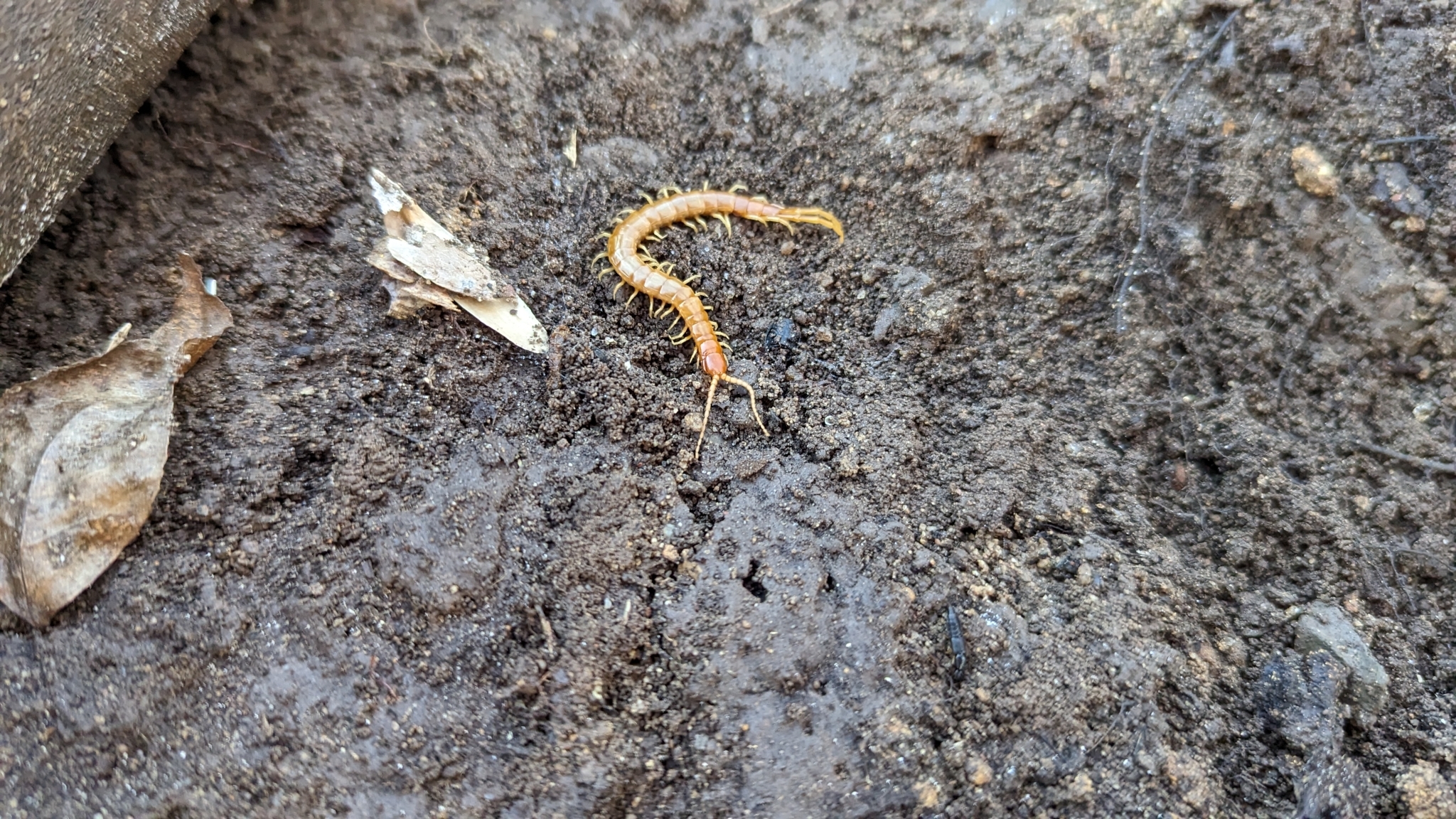 Scolopocryptopidae