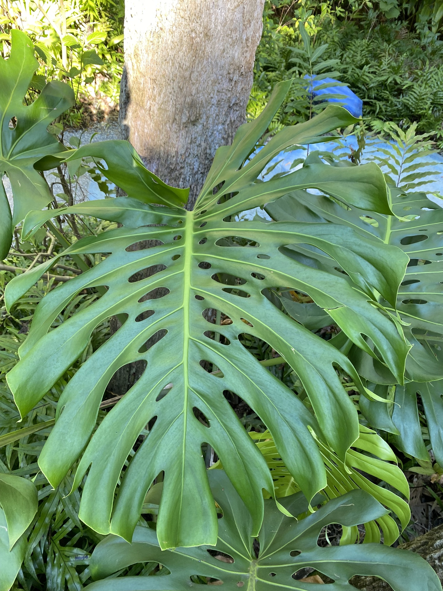 Monstera deliciosa Liebm.