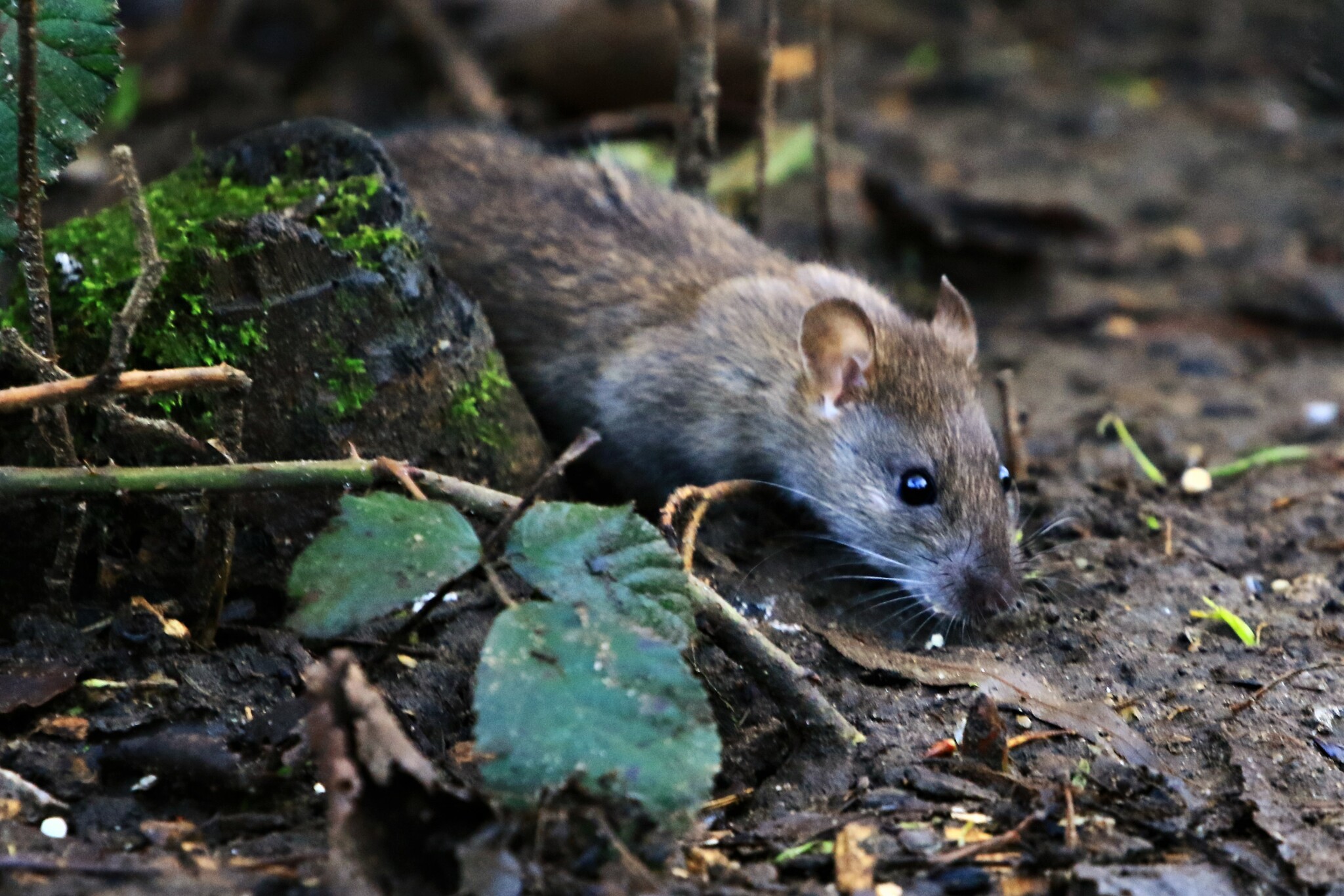 Rattus norvegicus (Berkenhout, 1769)