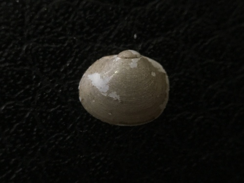 Musculium argentinum · iNaturalist United Kingdom