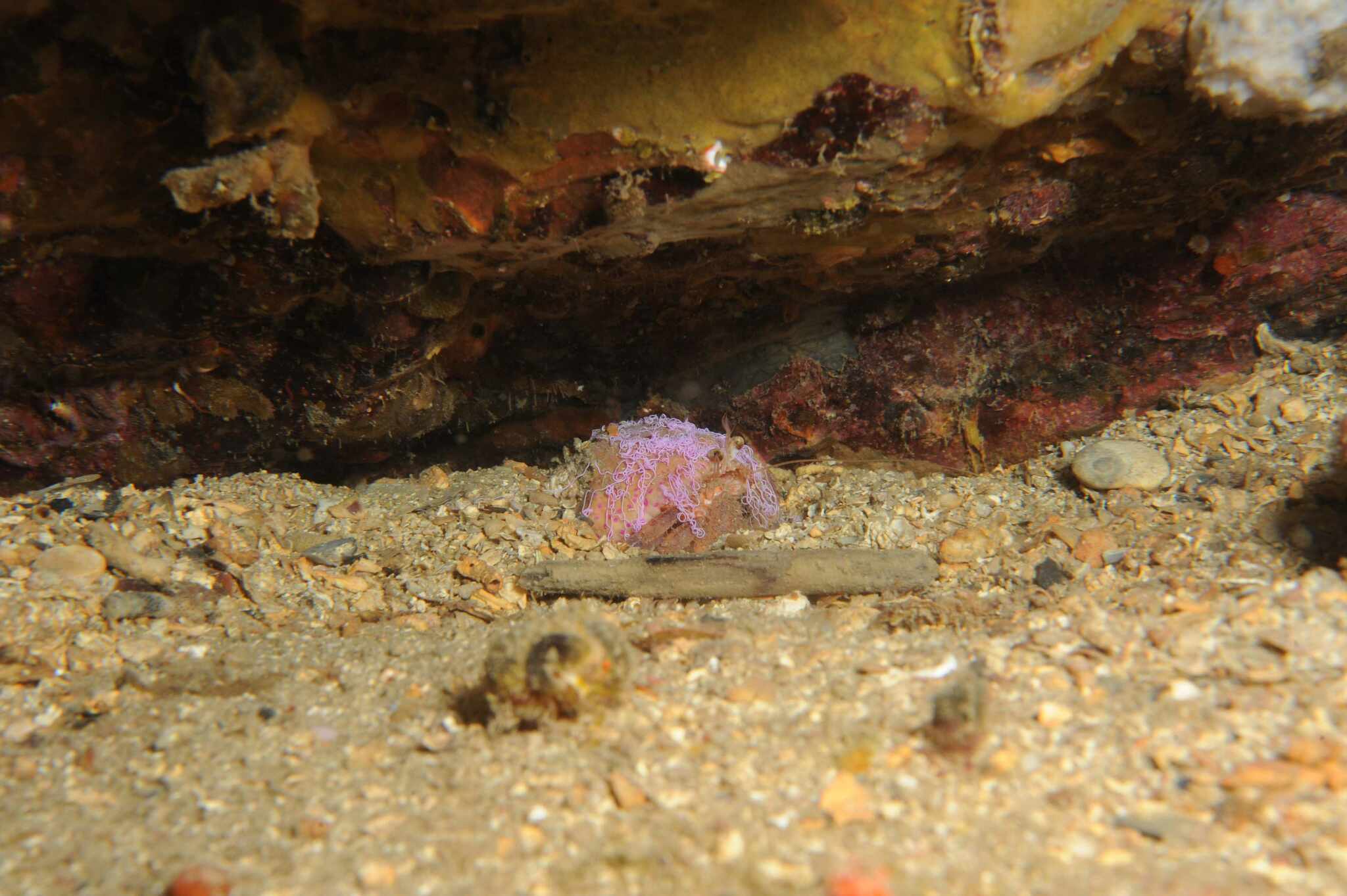 Adamsia palliata (Fabricius, 1779)