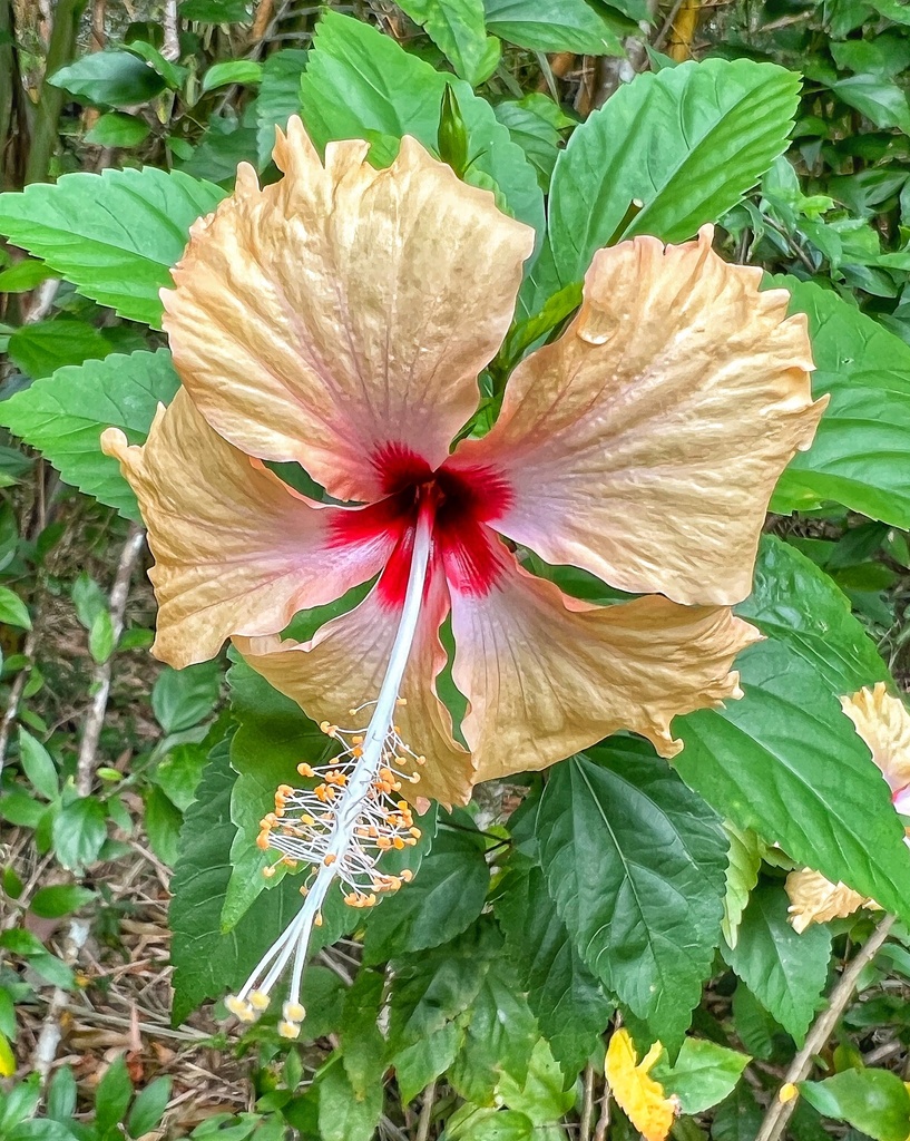 Chinese hibiscus from K. Ko Chang, TH-TT, TH on January 07, 2023 at 09: ...