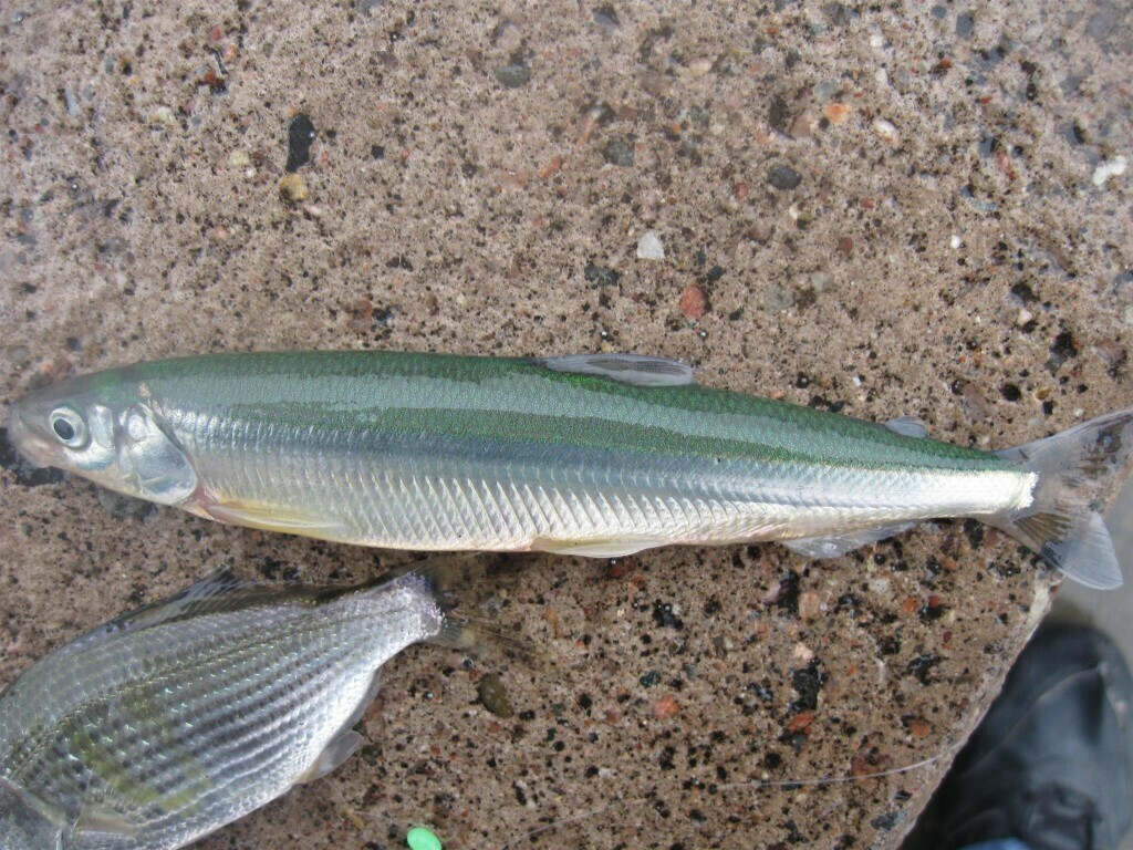 Surf Smelt in August 2012 by Michael Verdirame · iNaturalist