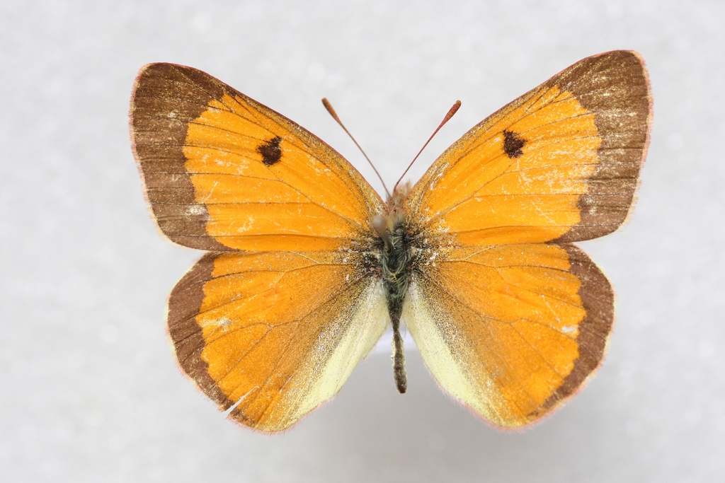 Dark Clouded Yellow from Bhimtal, Uttarakhand 263136, Indien on April 7 ...