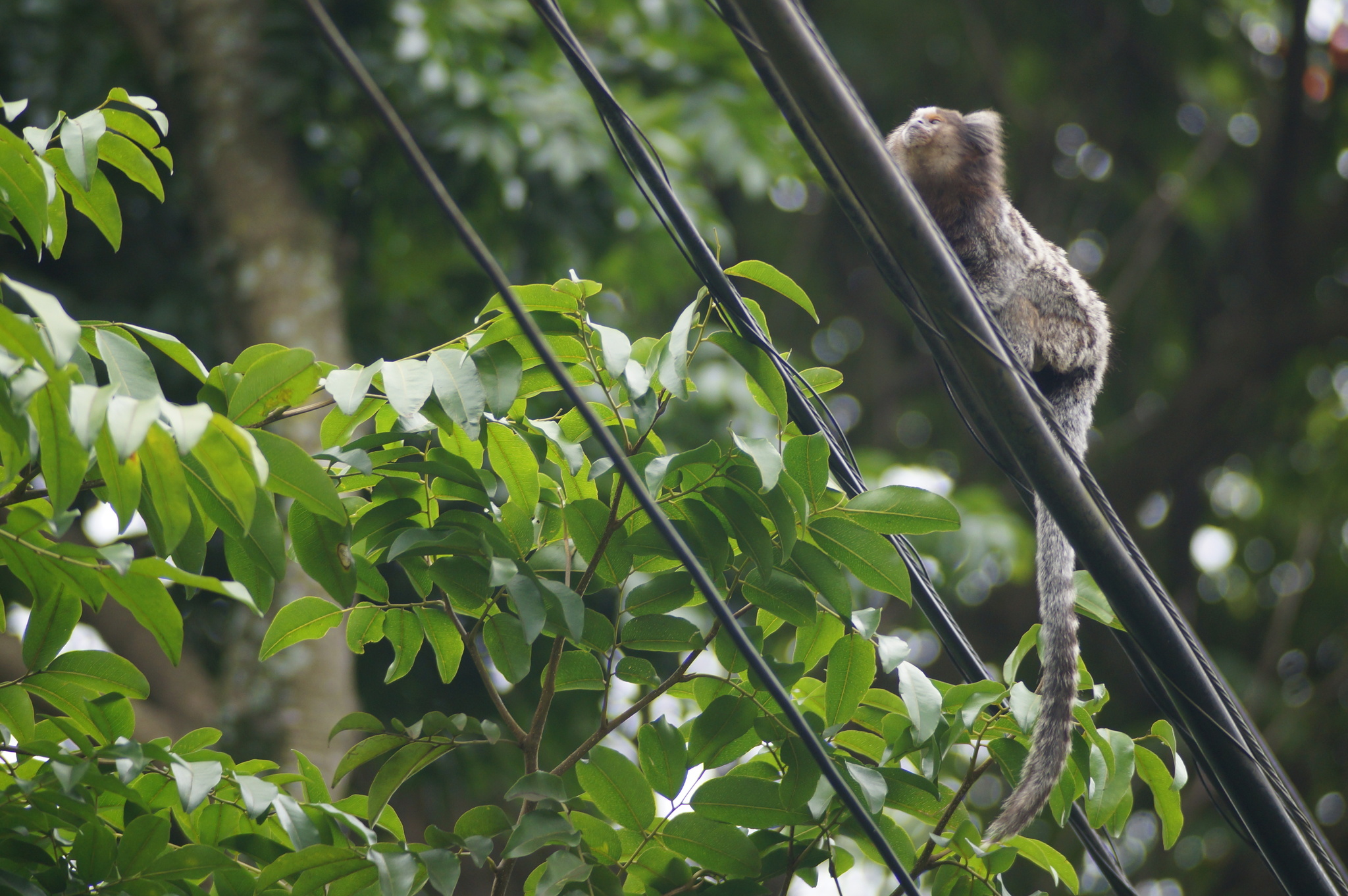 Callithrix Erxleben, 1777